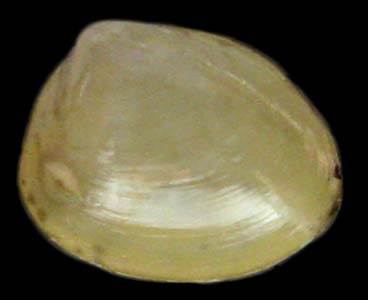Bivalve-Identification